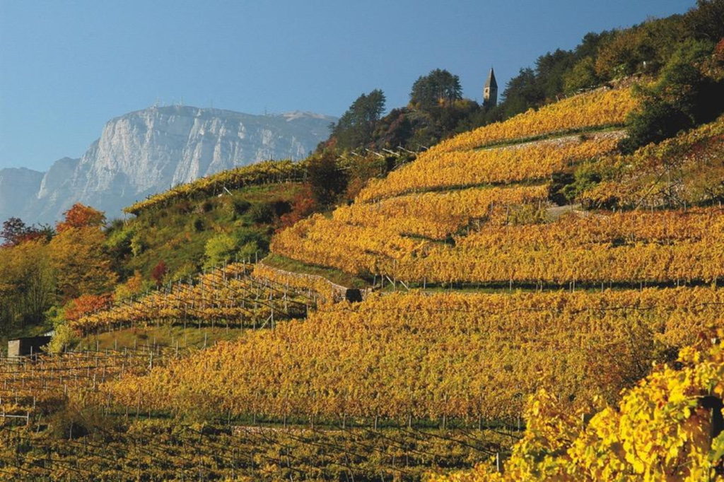 Conquista Malbec 2013 - A Light-Bodied Malbec - Wine Casual